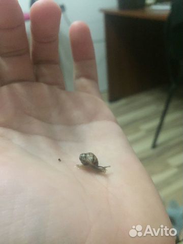 Продам улиток