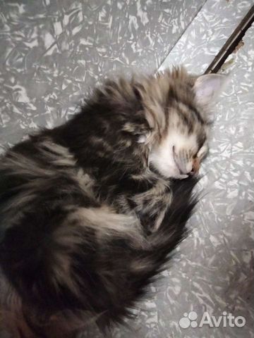 Кошка Гелла