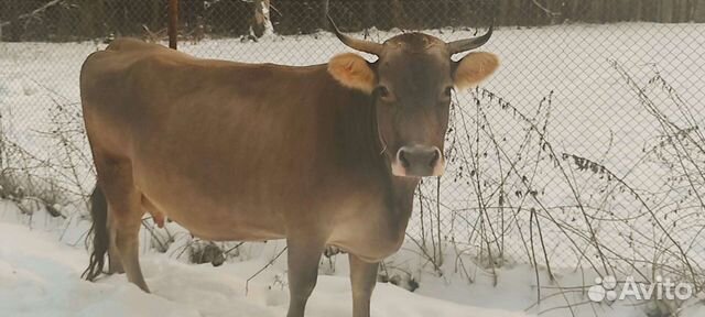 Корова, телка