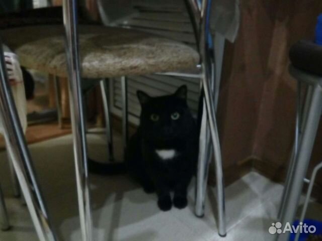 Отдам бесплатно в хорошие руки кота Матвей 6 лет п
