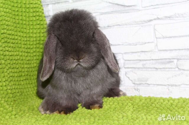 Голубая мишка девочка Miniature lop