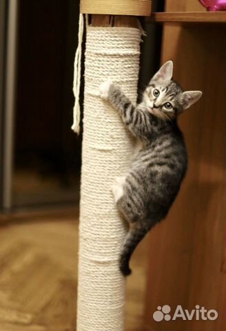 Котенок в добрые руки