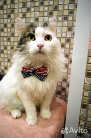 Кошка Алиса 1,5 года ищет дом