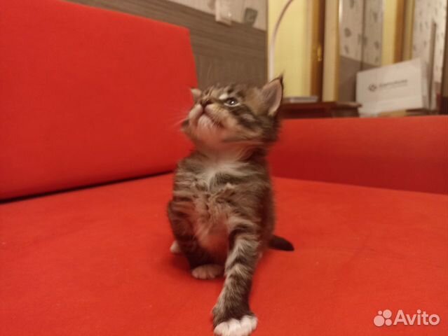 Котята в добрые руки бесплатно