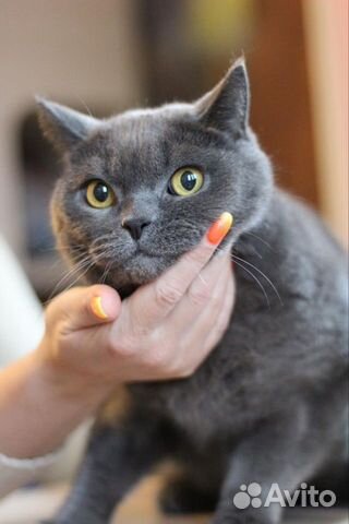 Британская кошка в добрые руки