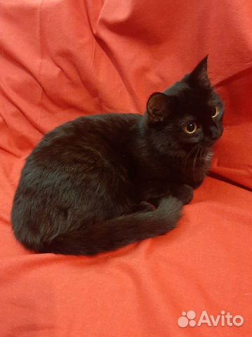 Метис прямоухой шотландки шоколадного цвета в дар