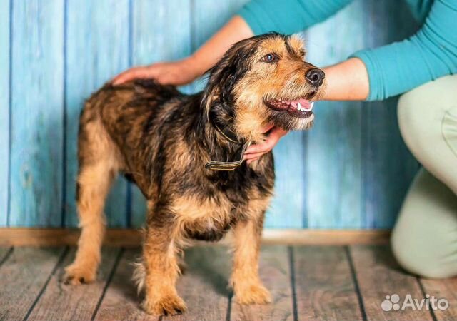 Собака в добрые руки бесплатно коротколапик