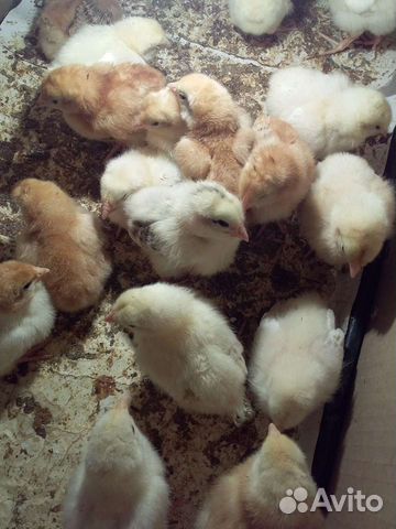 Цыплята кур несушек
