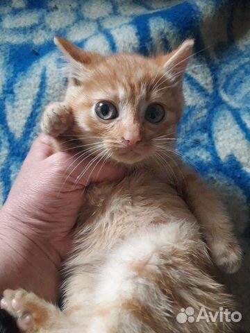 Красивые котята,отказники