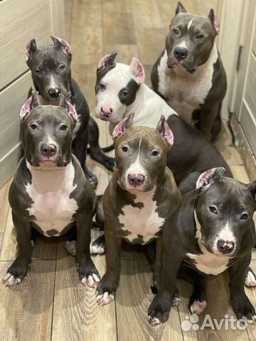 Американские Булли XXl