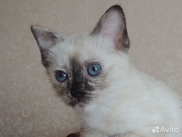 Котята меконгского бобтейла