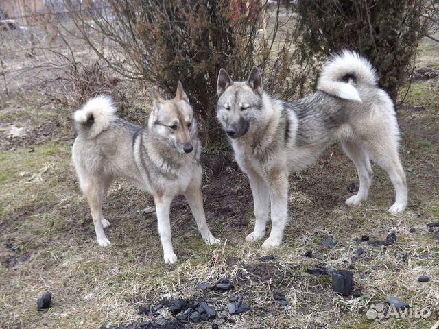 Щенки зсл от рабочих собак