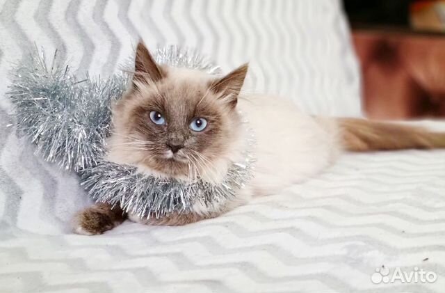 Красотка мерзнет на улице и надеется на спасение