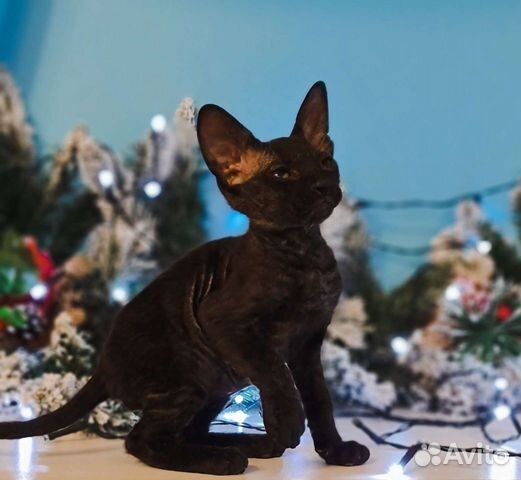 Донской сфинкс котята