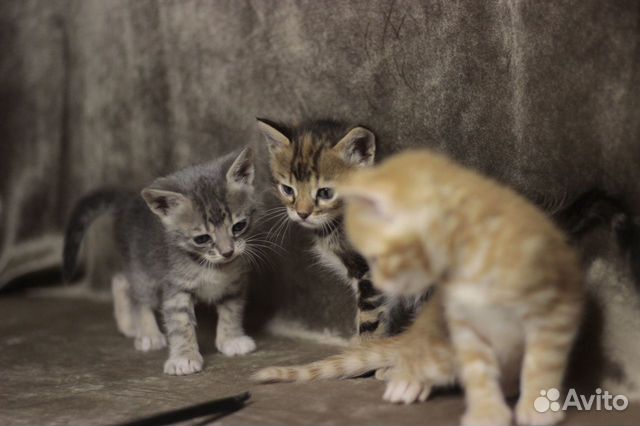 Котята бенгалы