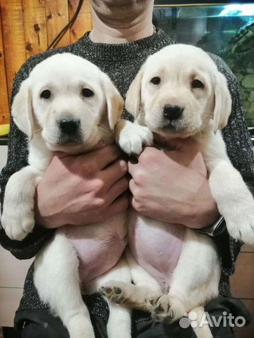 Щенки лабладора