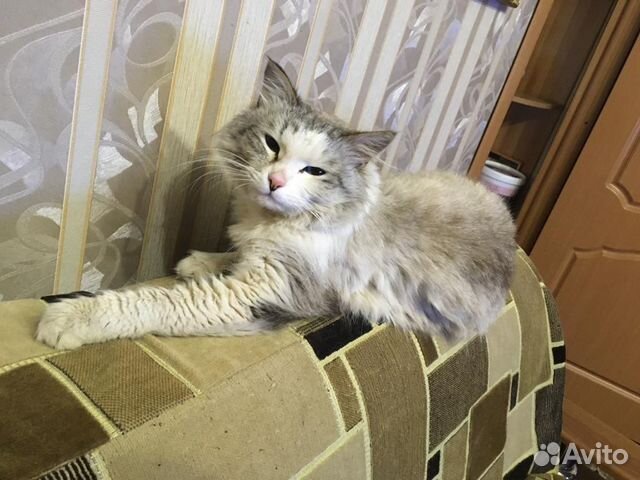 Прибилась кошка