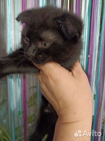 Вислоухие котята