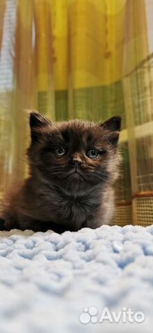 Британские котята