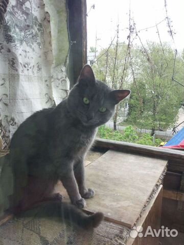 Осиротевшие пёс и кот ищут дом