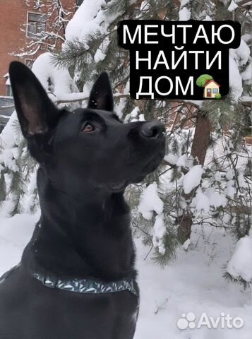 Рокки ищет дом