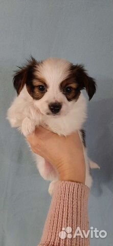 Континентальный той спаниель Папийон