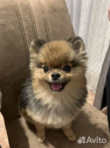 Померанский шпиц вязка