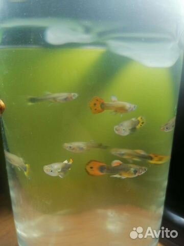Аквариумные рыбки