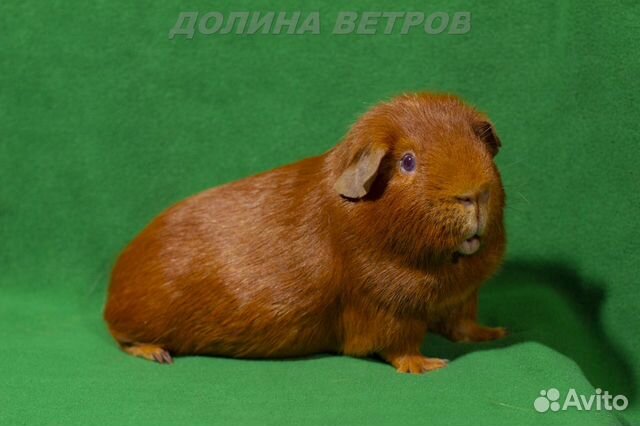 Золотые английские селфы морские свинки