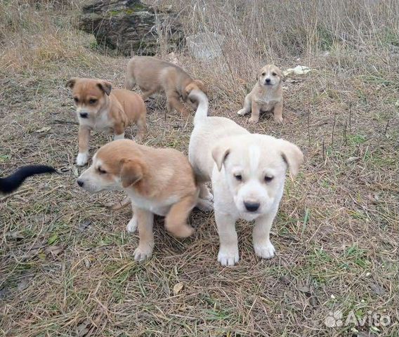 Щенки-бутузы в дар