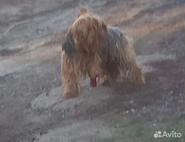 Потерялся йорк