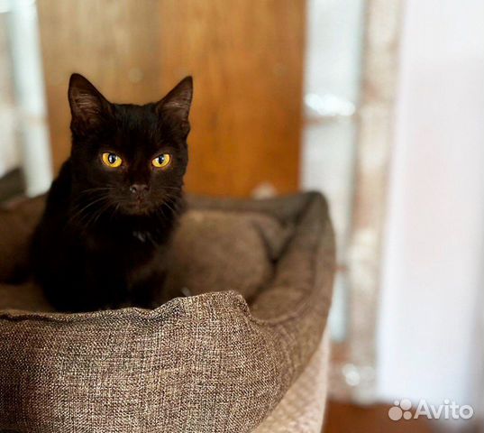 Кошка Наоми в добрые руки