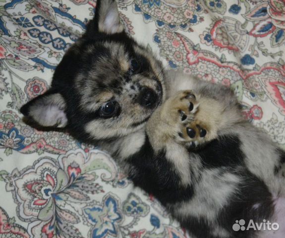 Мальчик шпиц