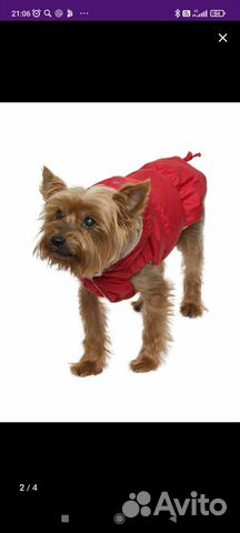 Йоркширский терьер