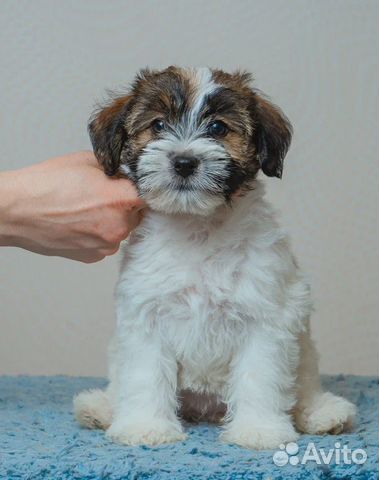 Джек Рассел щенки