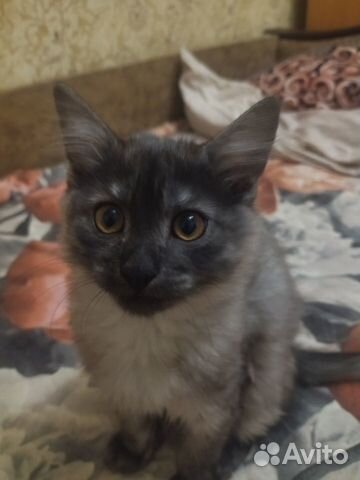Отдам бесплатно котенка мальчика 2,5 месяца в хоро