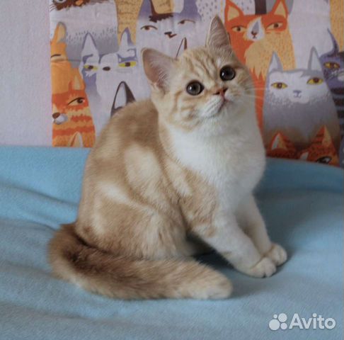 Шотландский прямоухий котенок