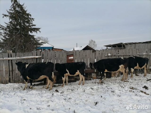 Продам крс