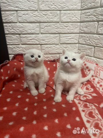 Вислоухие и прямоухие котята