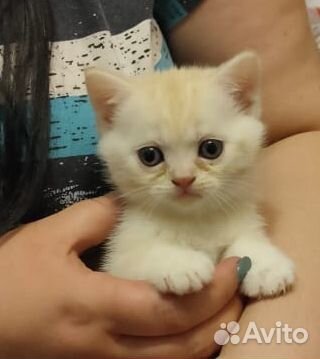 Шотландские котята