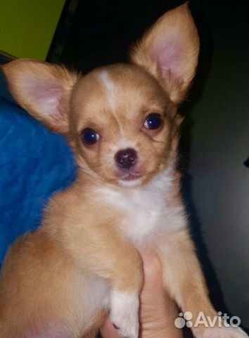 Чихуахуа,щенки и подростки