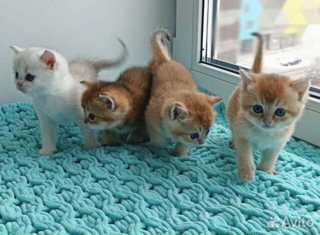 Котята британской шиншиллы