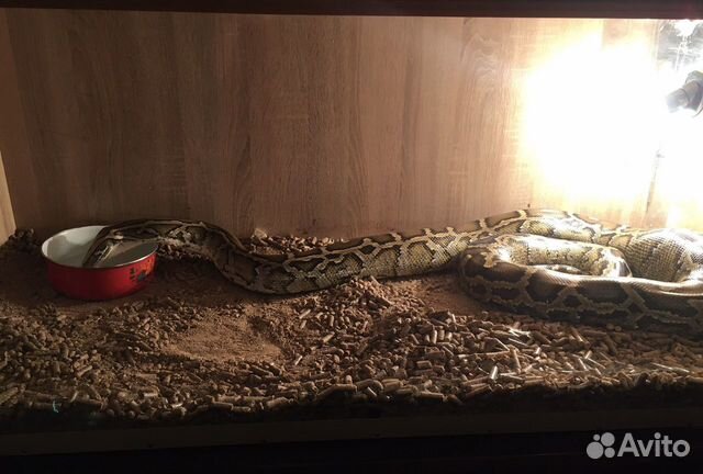 Продам змею