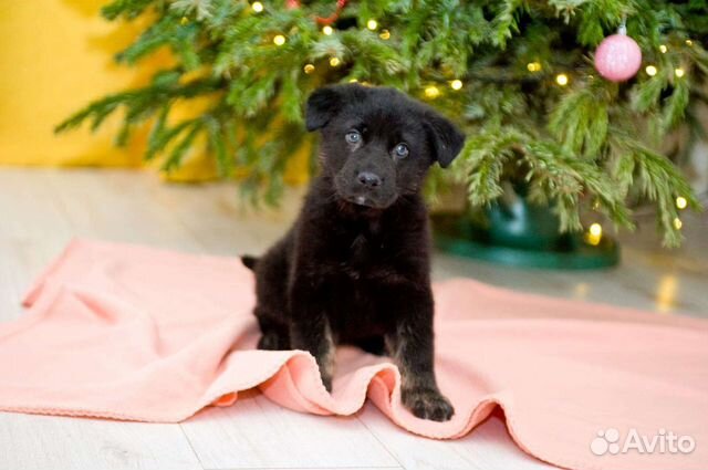 Щенок очаровашка ищет дом