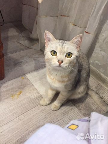 Кошка для вязки