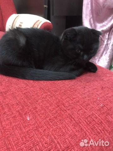 Шотландская