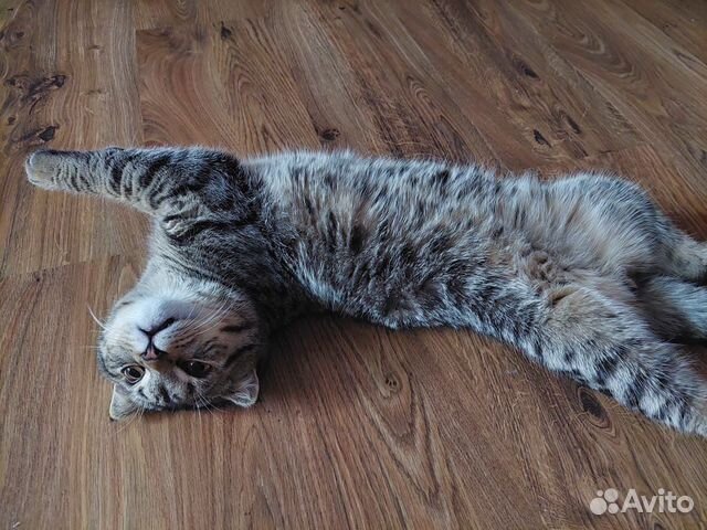 Кот