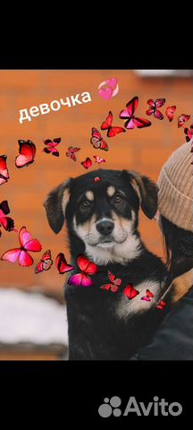 Шикарные крупные щенки