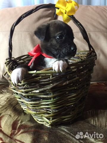 Щенки Корсо