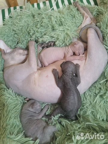 Донской сфинкс котята